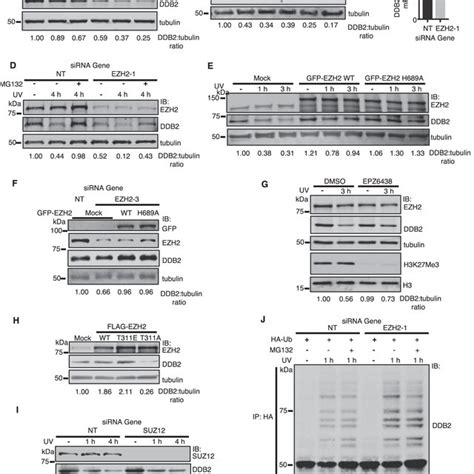 The Ezh2 Set Domain C Terminus Partially Occupies The Substrate Binding Download Scientific