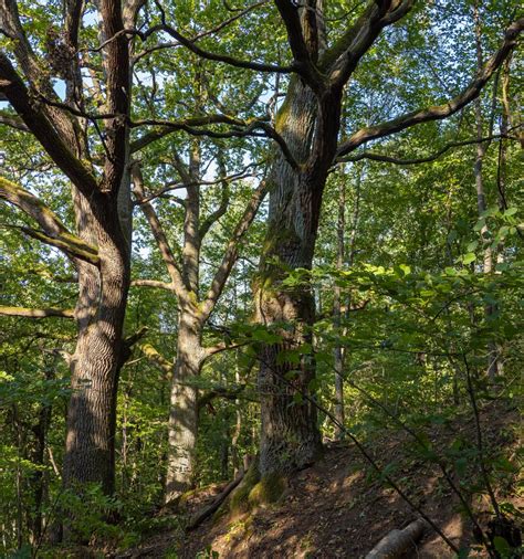 Se Publica El Estándar De Manejo Forestal Responsable Del Fsc Para