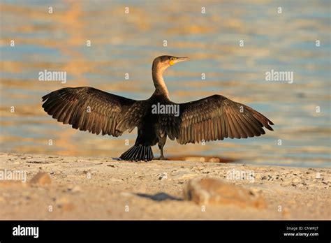 White Breasted Cormorant Phalacrocorax Lucidus Standing At A Lake