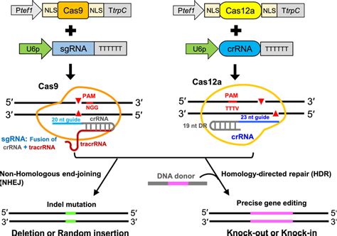 Schematic Representation Of Crispr Cas9 Mediated Geno Vrogue Co
