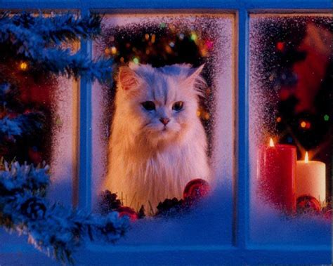 Christmas Cat Wallpapers Wallpaper Cave