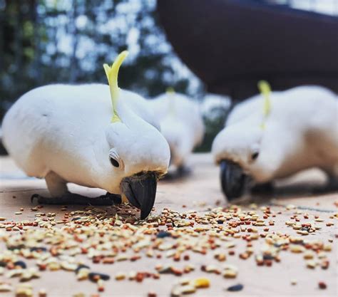 Wild Cockatoos Have The Seed In Sight Deploying Crest Scrolller