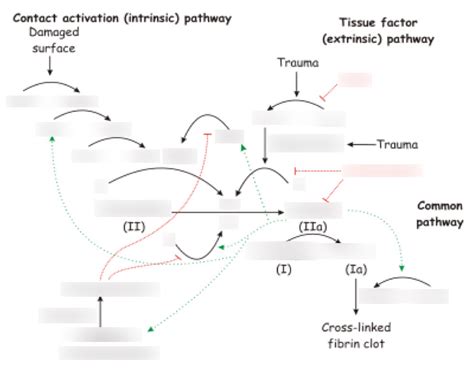 Intrinsic Extrinsic Blood Coagulation Diagram Quizlet
