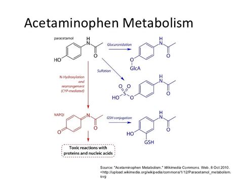 Acetaminophen Apap Toxicity Clinical Cases Diagnosis Pathology
