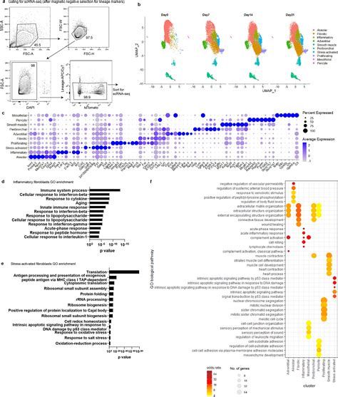 Alveolar Fibroblast Lineage Orchestrates Lung Inflammation And Fibrosis