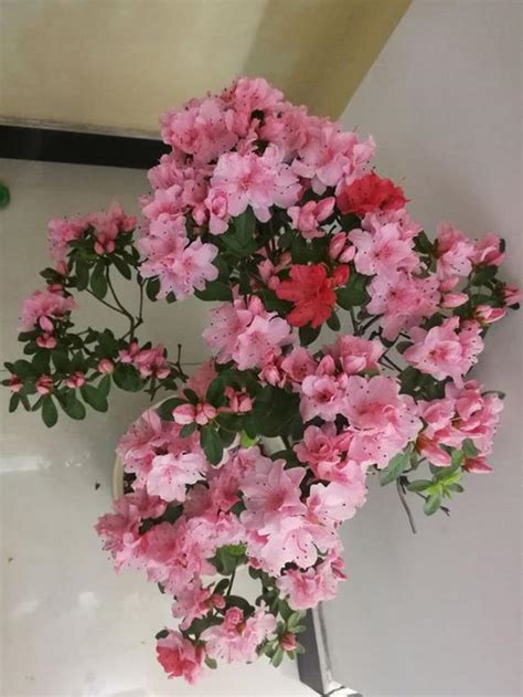 家居養花｜盆栽杜鵑花，這樣做，茂盛開花多！ 每日頭條