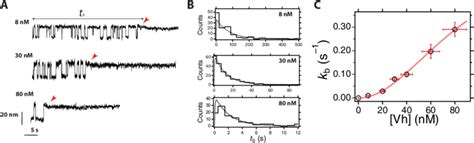 Stoichiometry Of Vinculin Head Binding To R3 Ivvi A Magnetic