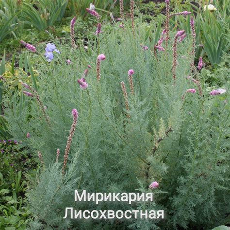Кустарник мирикария (82 фото)