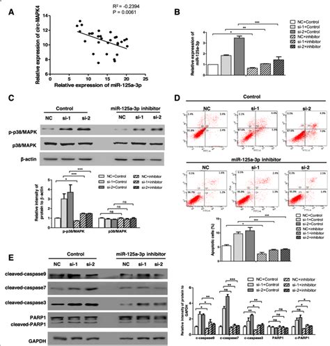 Circ Mapk4 Regulates P38 Mapk4 Signaling Pathway By Targeting