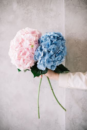 회색 벽 배경에 아름 다운 꽃이 만발한 분홍색과 밝은 파란색의 국을 들고 아주 좋은 젊은 남자 수국에 대한 스톡 사진 및 기타