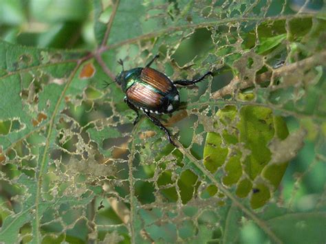 Japanese Beetles In The Garden Emil Yedowitz Landscaping And