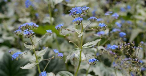 How To Grow And Care For Brunnera Bbc Gardeners World Magazine