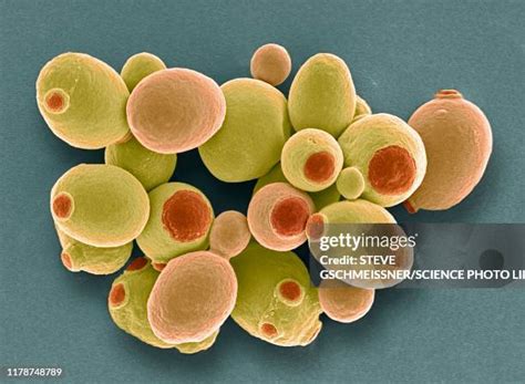Environmental Scanning Electron Micrograph Photos And Premium High Res