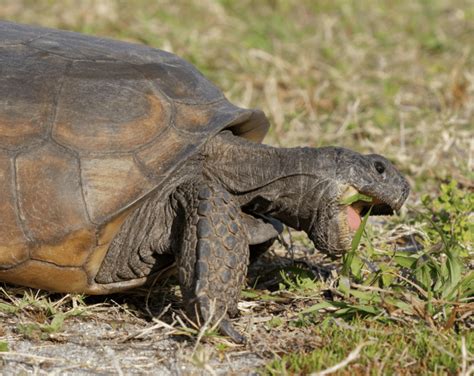 Gopher Tortoise • Florida Wildlife Federation