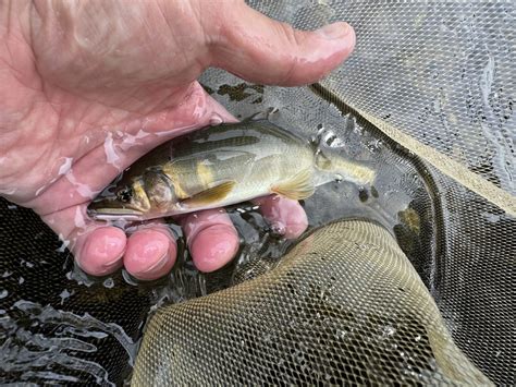 2024 08岩手県甲子川美味しい鮎を食べたいきき鮎常連の甲子鮎を釣りに釜石にデカ鮎ばかり3H14本 まっちゃんの鮎すがら