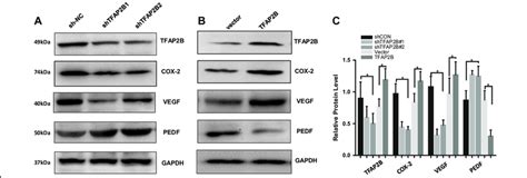 Tfap2b Regulates Cox 2 Effects Via The Vegfpedf Signaling Pathway A