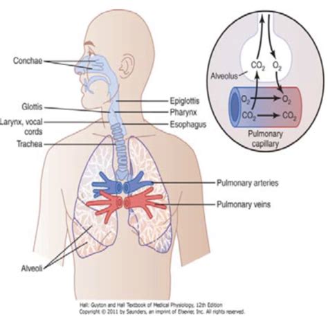 Diffusion Of O2 Co2 Flashcards Quizlet