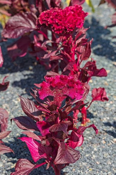 Silver Cock´s Comb Celosia Argentea `empress` Stock Image Image Of Cockscomb Green 334994753