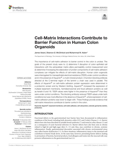 Pdf Cell Matrix Interactions Contribute To Barrier Function In Human Colon Organoids