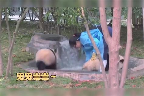 大熊猫也爱吃醋，见饲养员不给自己洗澡，忍不住给了饲养员一巴掌