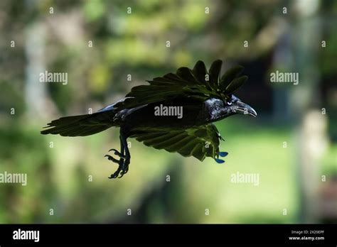 The Australian Raven Is A Passerine Corvid Bird Native To Australia