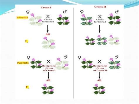 Cytoplasmic Inheritance And Male Sterility Pptx