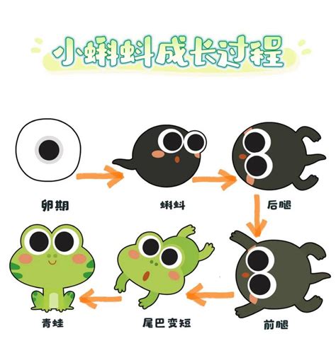 蝌蚪长大的过程儿童简笔画怎么画（热门18张） 简笔画图片大全