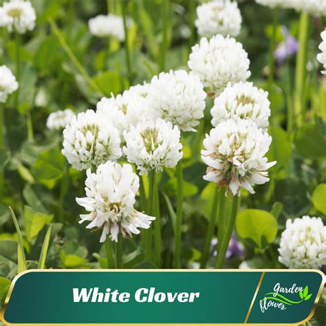 White Clover Seeds Perennial Authentic Seeds Air Purifying