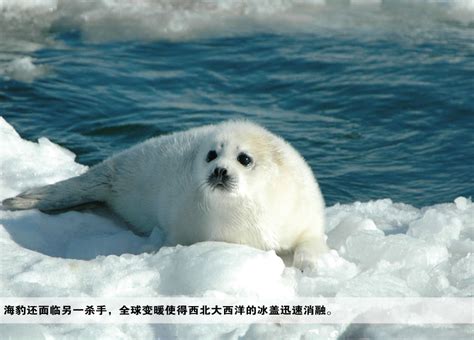 高清圖集難以忽視的真相被殘殺的海洋精靈 雲水人間的分享部落格 udn部落格