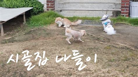시골집 놀러간 강아지와 고양이 Youtube