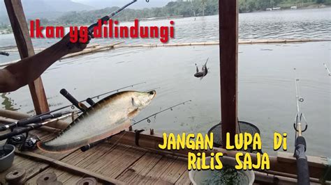 LAGI LAGI STRIKE IKAN YANG DILINDUNGI ANCOL JATIGEDE YouTube
