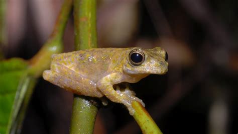 Found You Five New Frog Species In Papua New Guinea Described By