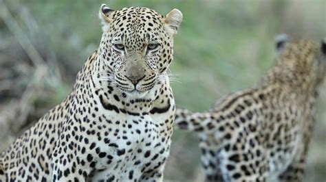 Mating Leopards Youtube