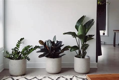 観葉植物の名前がわからない！3つの調べる方法を解説 Kurasus