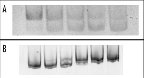 Example Of Nascent Strand Abundance Analysis Of S Phase Cells Using