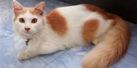 Mengenal Minuman Kucing Anggora Lengkap Beserta Cara Merawatnya Merdeka Com