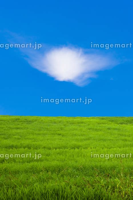緑の草原と青空の写真素材 219091837 イメージマート