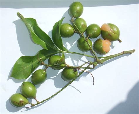 Мелико́ккус двупа́рный (Melicoccus bijugatus) - PictureThis