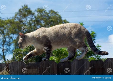 Tomcat Que Anda Na Cerca Imagem De Stock Imagem De Equilibrado 54996897