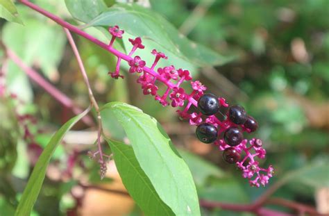 Phytolacca americana - Изображение особи - Плантариум