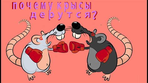 Почему крыса лижет пальцы и волосы хозяина Почему крысы дерутся друг с