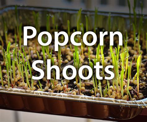 How To Grow Popcorn Shoots 9 Steps With Pictures Instructables