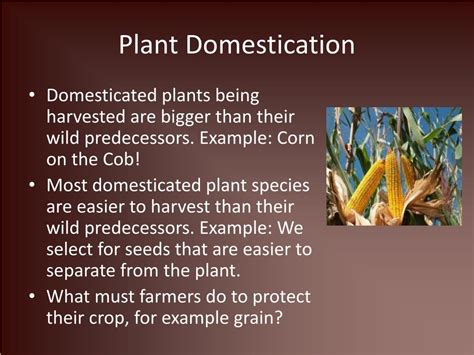 Ppt The Origins Of Farming Powerpoint Presentation Free Download Id1561666