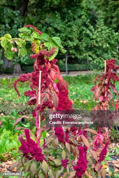 Amaranth Growing Photos And Premium High Res Pictures Getty Images