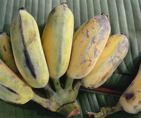 Buffet Bananas Coco Hill Forest