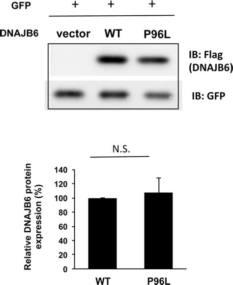 A Novel DNAJB Mutation Causes Dominantly Inherited Distalonset Myopathy And Compromises DNAJB
