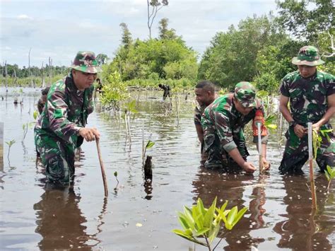 Lestarikan Hutan Mangrove Kodim Yawa Tanam Bibit Mangrove Di Pantai Aromarea