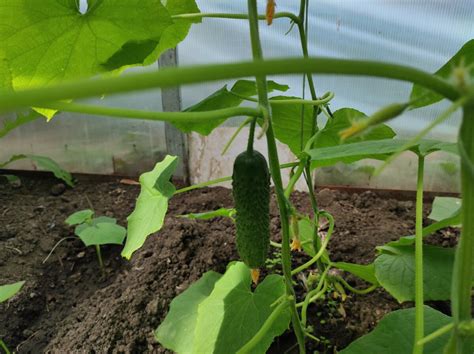 Как правильно ухаживать за огурцами в теплице