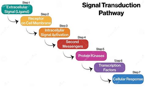 Illustrated Vector Flowchart Of Signal Transduction Pathways On White