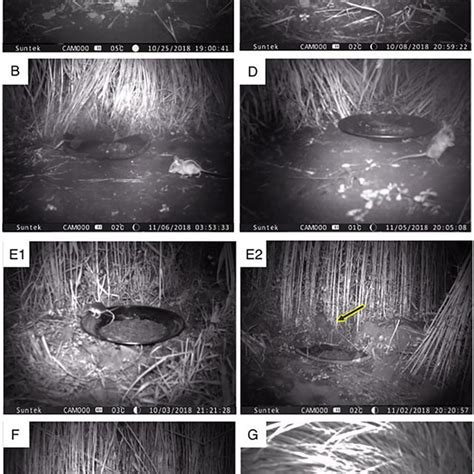 Rodents And Shrews Caught With Camera Traps In Agricultural Fields In Download Scientific